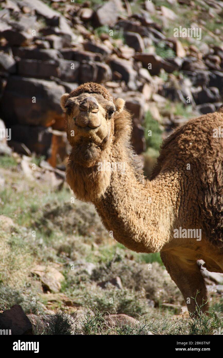 Camel looking at camera hi-res stock photography and images - Alamy