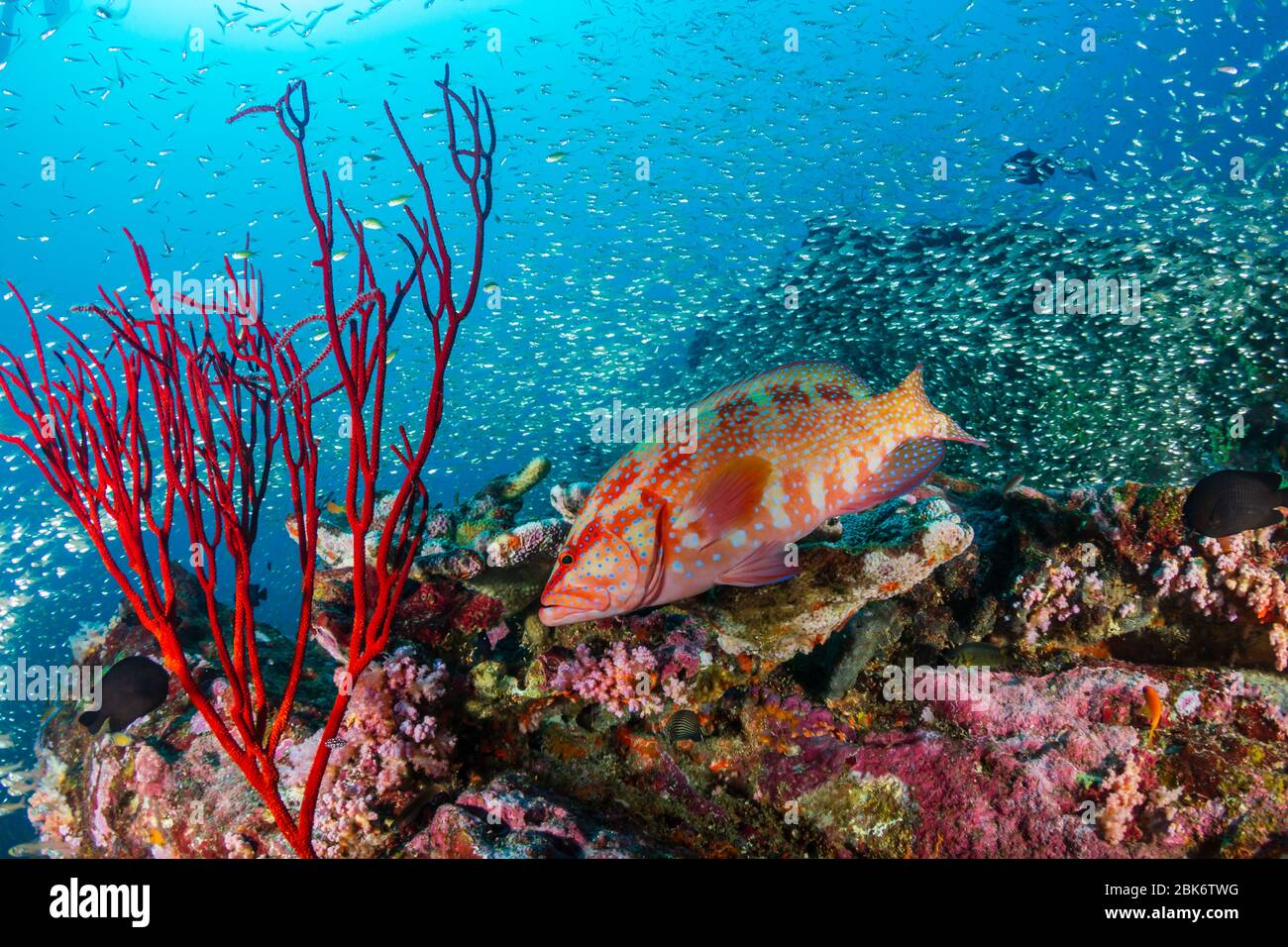 Coral Grouper (Coral Cod) on a colorful, underwater tropical coral reef ...