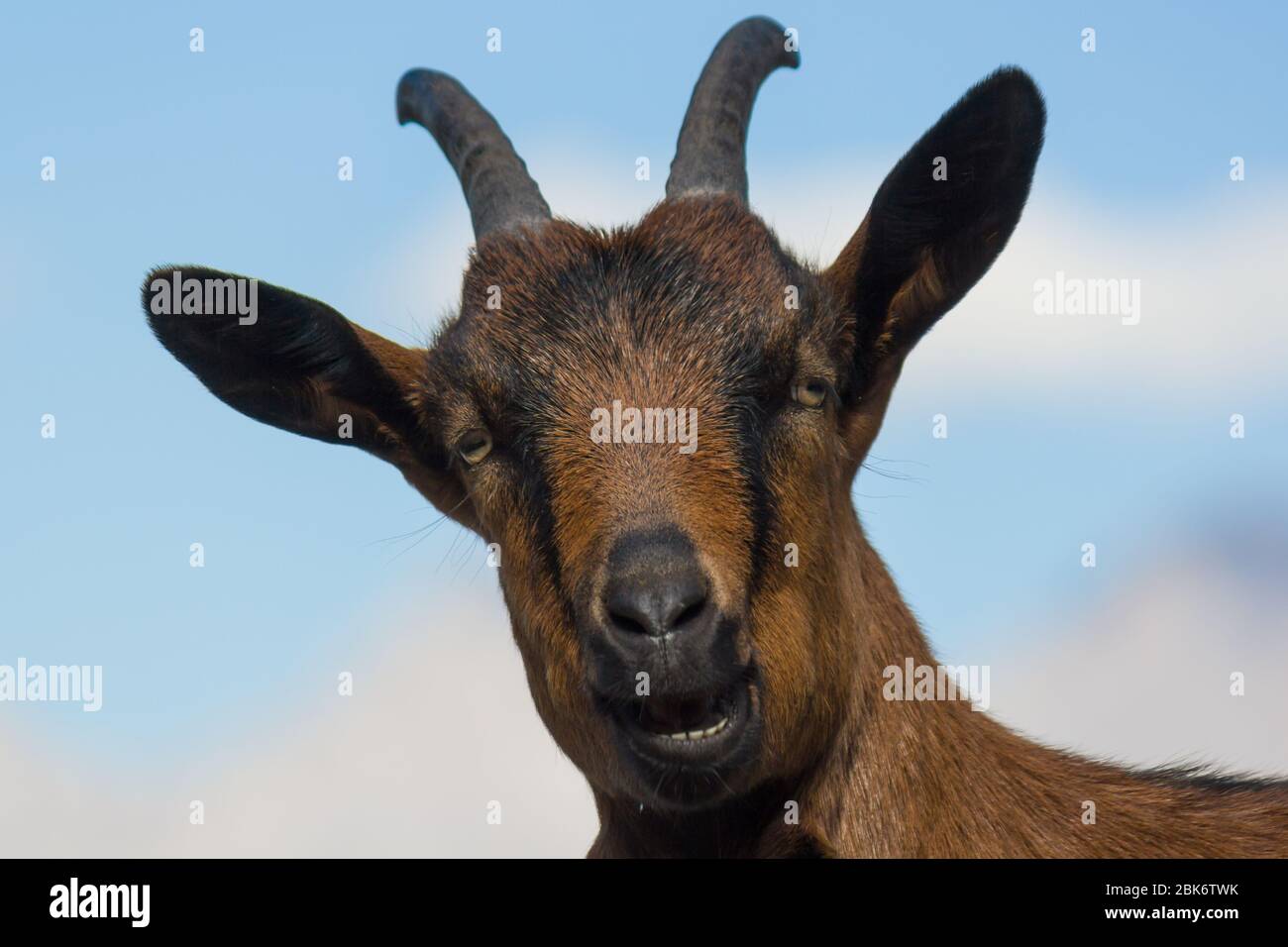 Head portrait of a brown French alpine goat looking to camera with ...