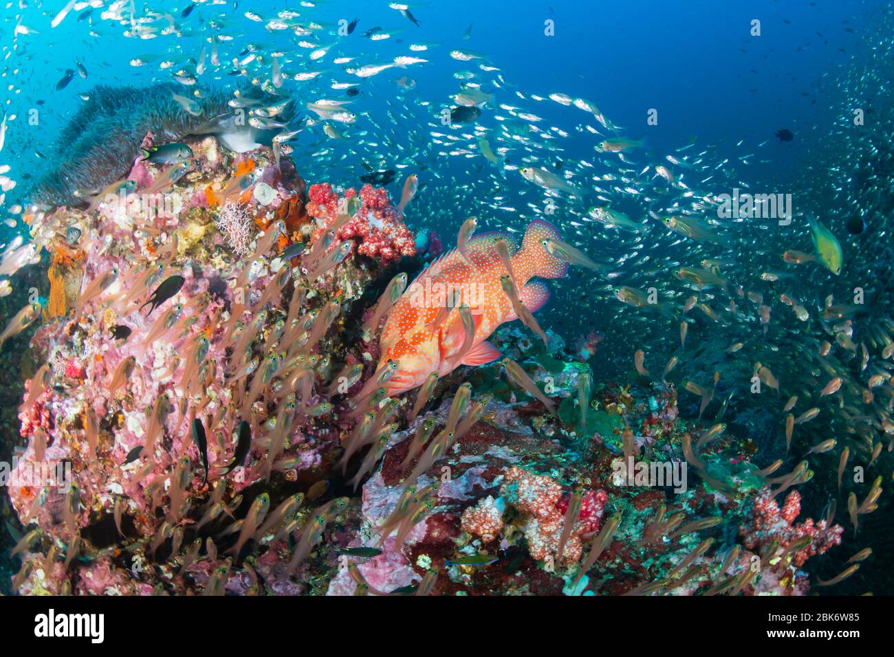 Coral Grouper (Coral Cod) on a colorful, underwater tropical coral reef ...