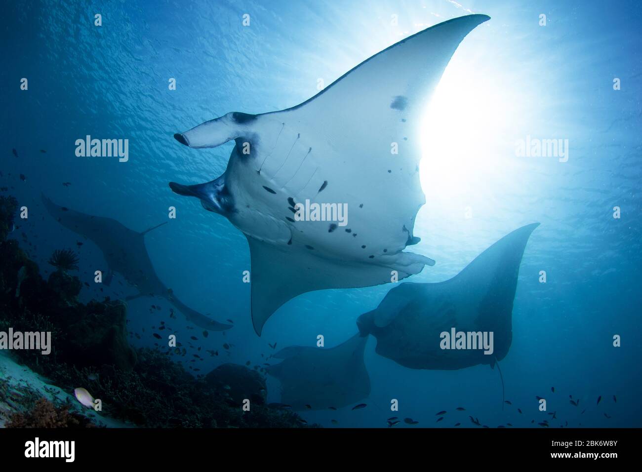 Manta Rays - Manta alfredi, visiting a cleaning station, one with ...