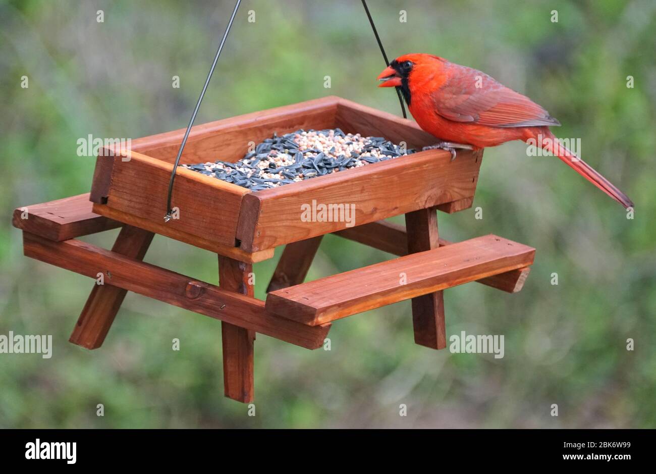 A red cardinal eating seeds on a wooden bird feeder Stock Photo - Alamy