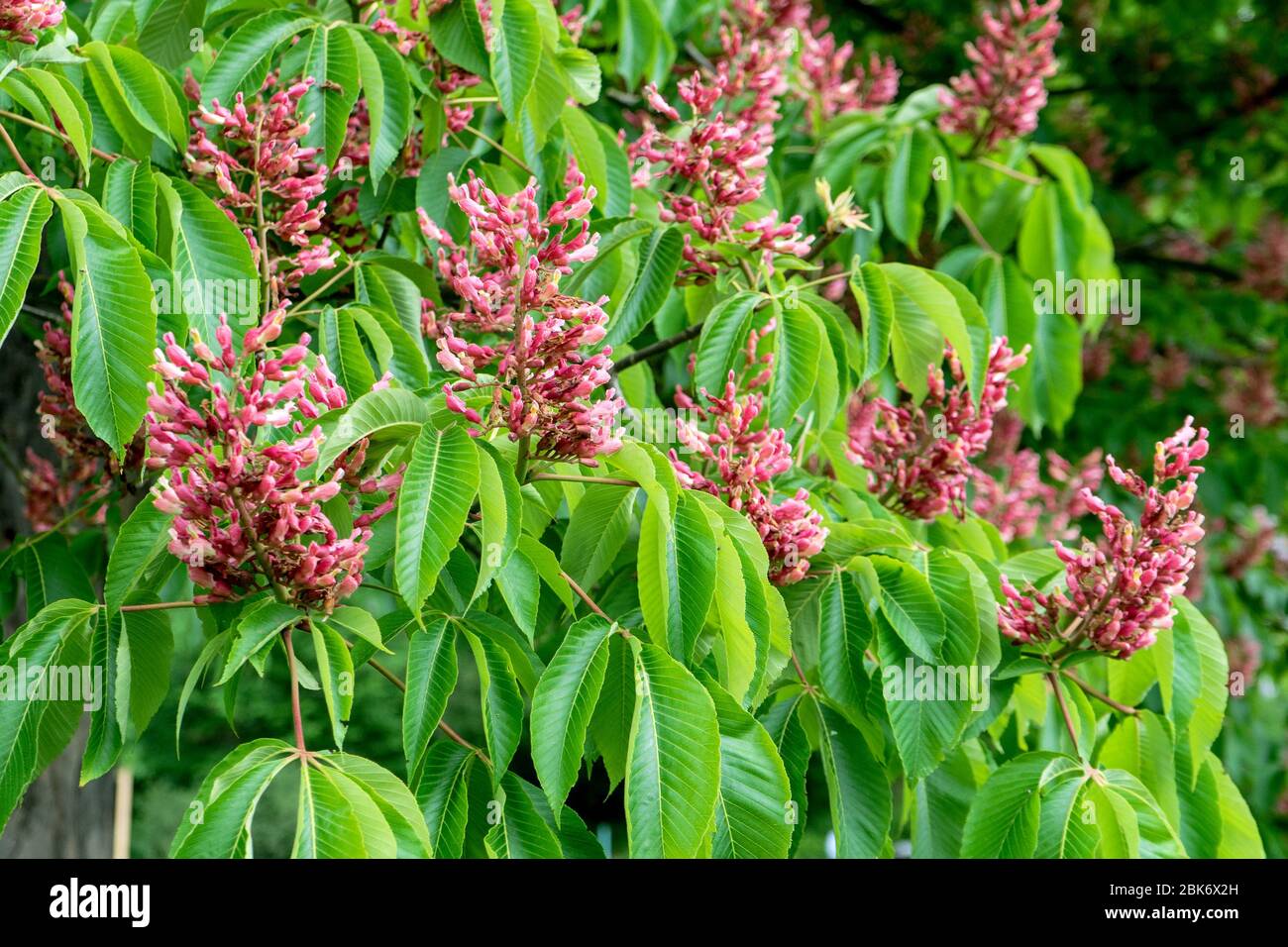 Pink flowering horse chestnut aesculus hi-res stock photography and ...