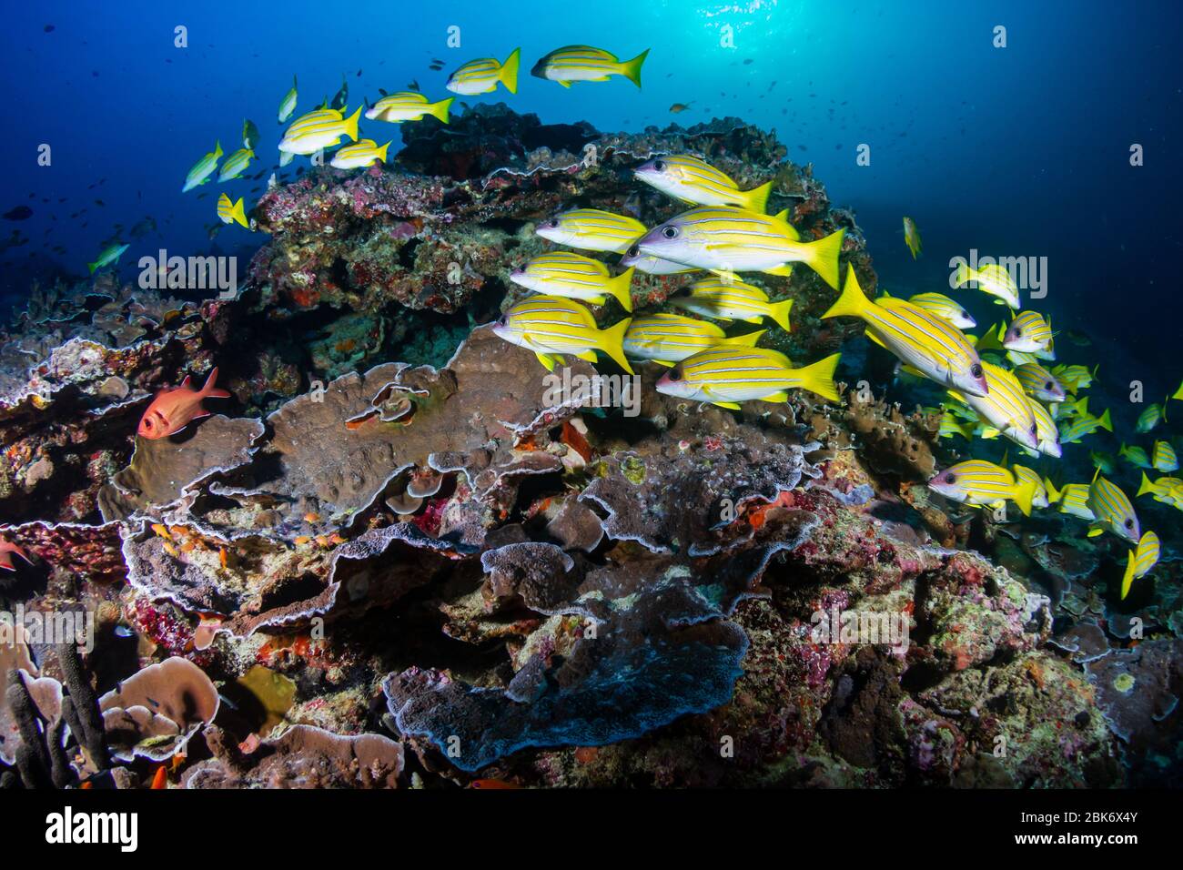 A school of beautiful, colorful snapper and other tropical fish on a ...