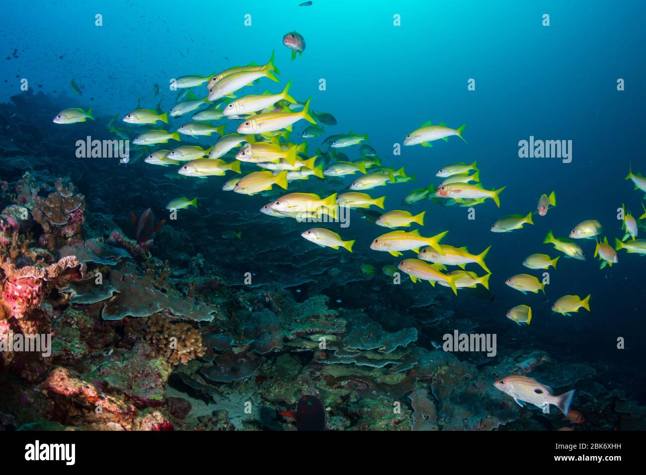 A school of beautiful, colorful snapper and other tropical fish on a ...