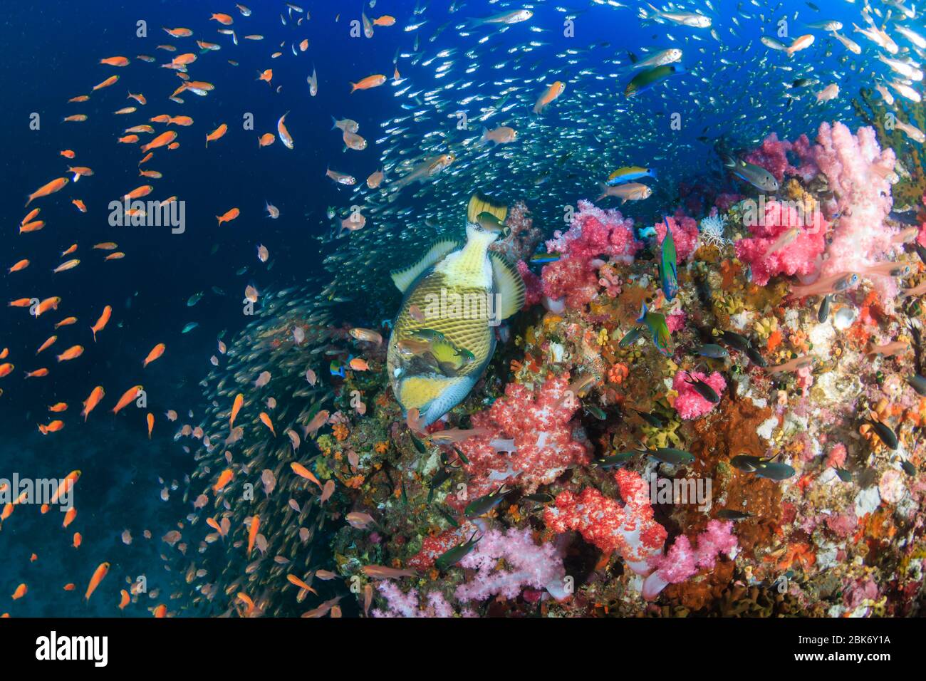Large Titan Triggerfish on a colorful tropical coral reef in Thailand ...