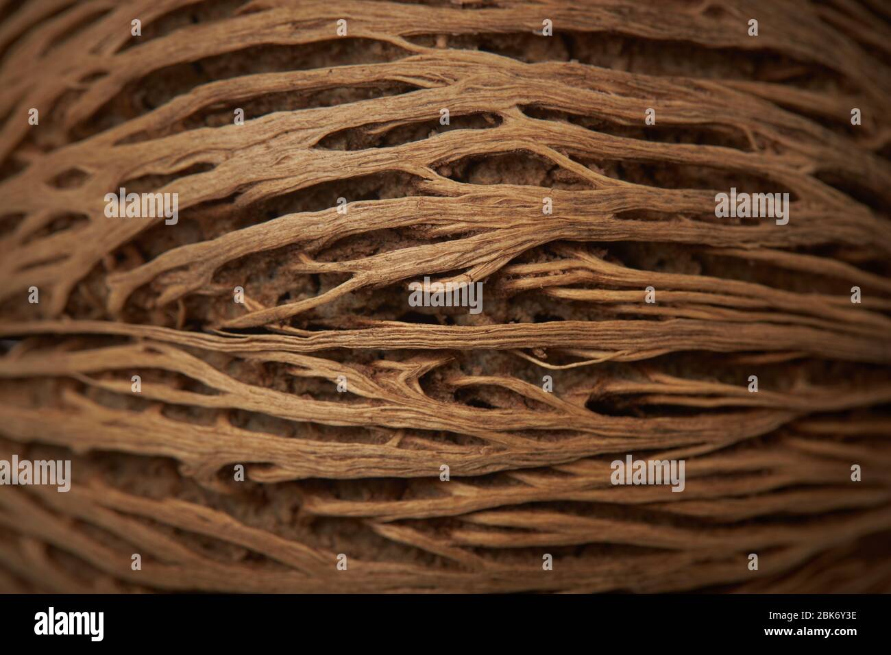 Coconut husk bark hi-res stock photography and images - Alamy