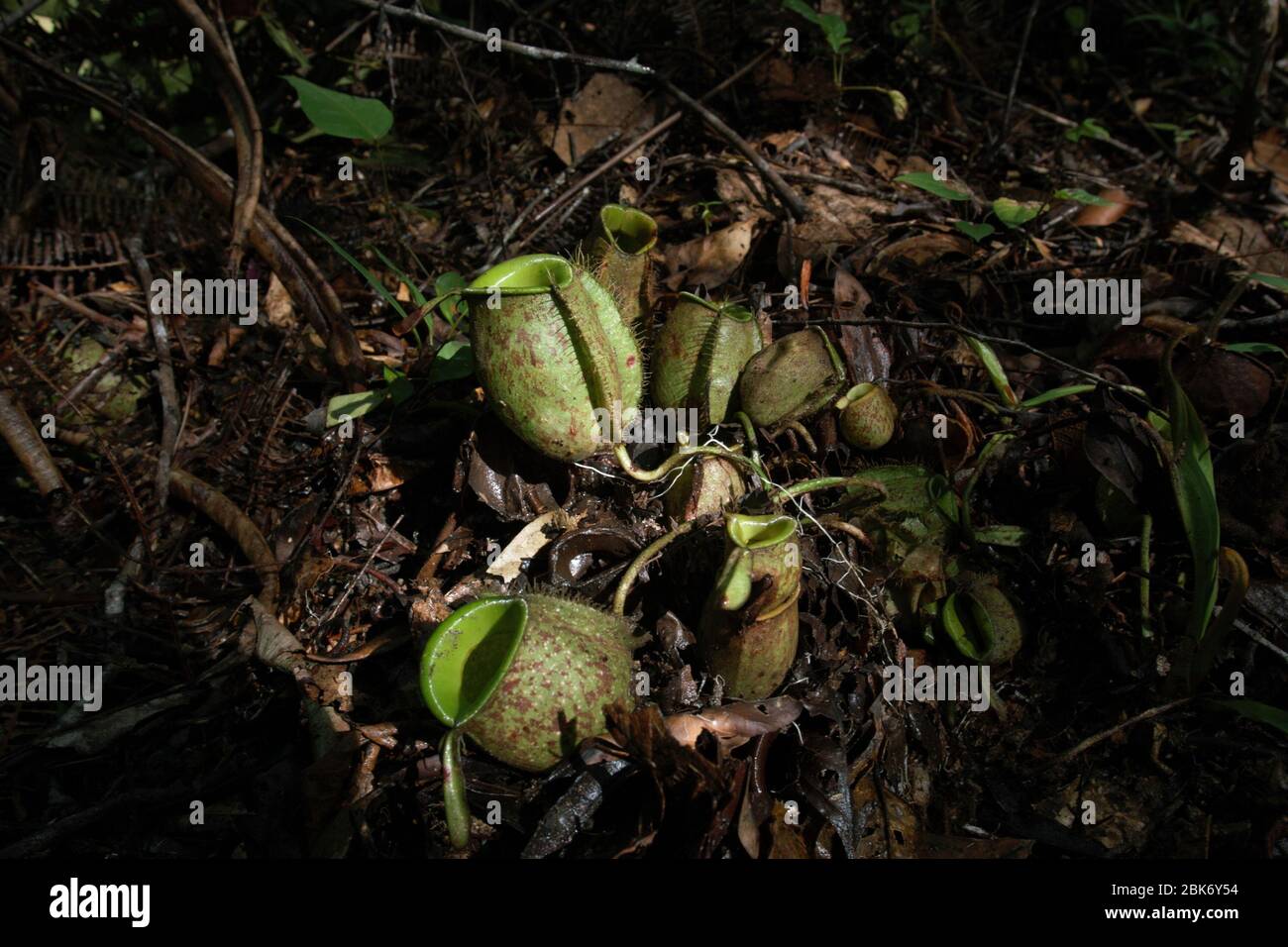Pitcher plants forest floor hi-res stock photography and images - Alamy