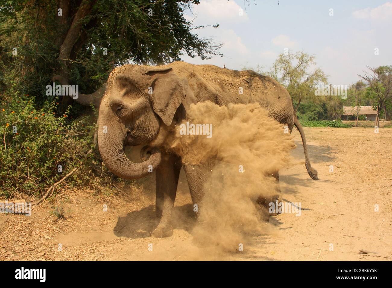 Elephant throwing dust in the air, Thailand Stock Photo - Alamy