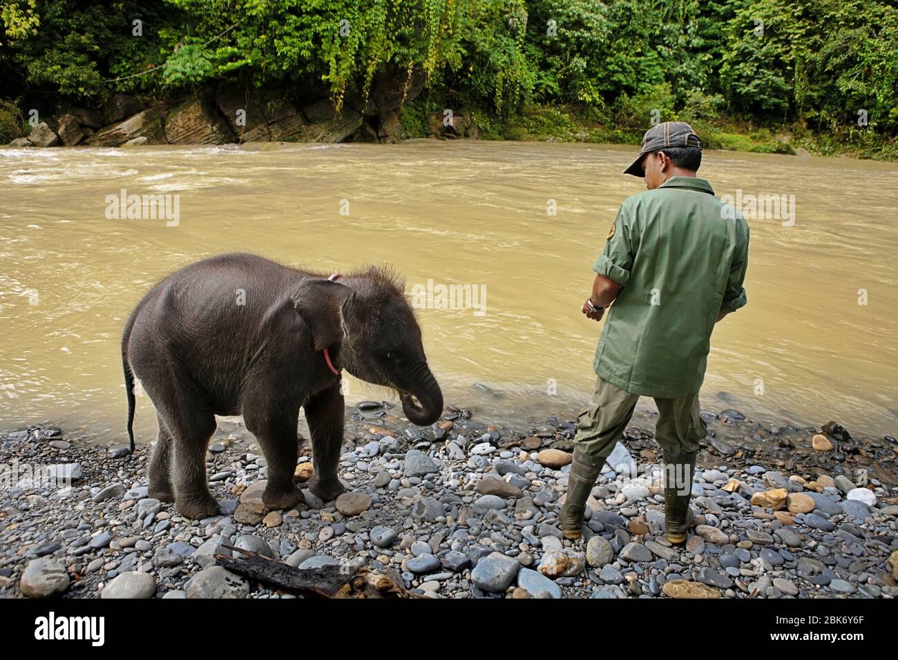 National park ranger taking care of Amel, a baby elephant, in Tangkahan ...
