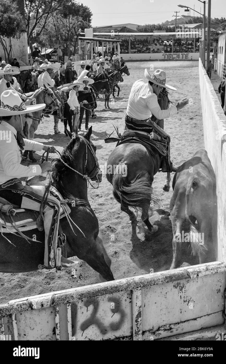 Mexican cowboy trying to knock down a bull during one of the test of a ...
