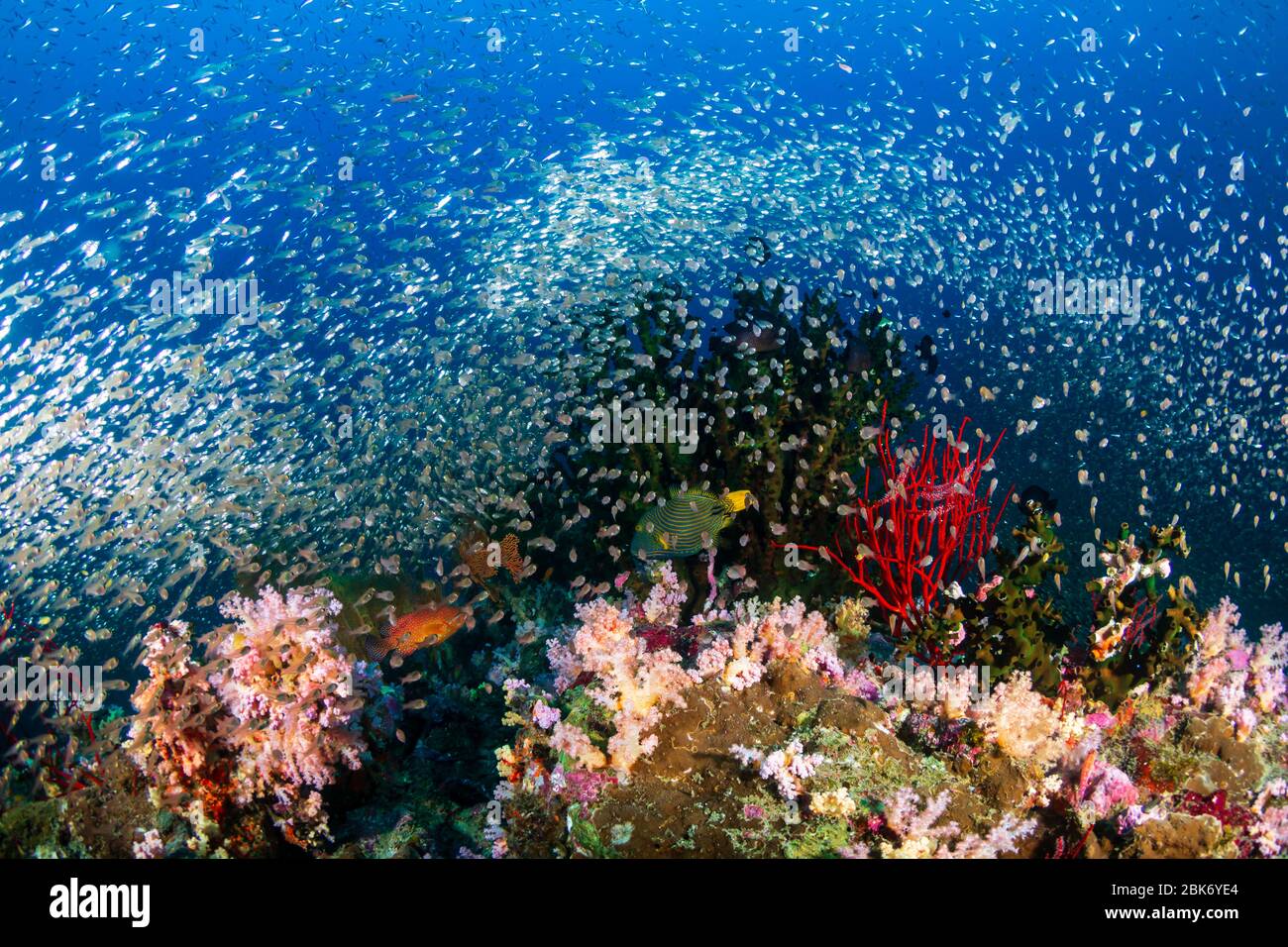 Huge schools of Glassfish swarming around a beautiful, colorful ...