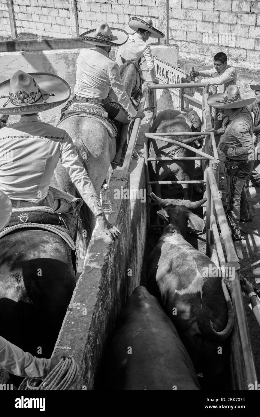 Mexican cowboys preparing a bull for one of the events during a ...