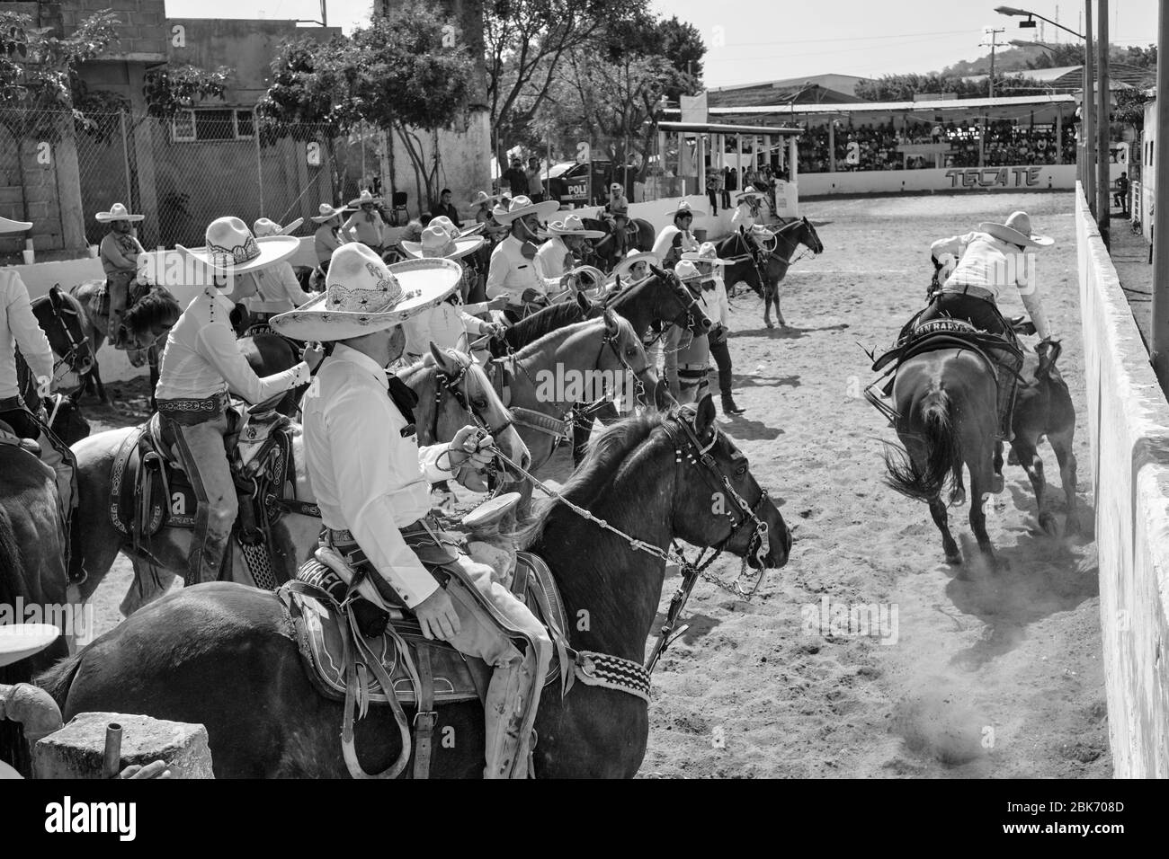 Mexican cowboy trying to knock down a bull during one of the test of a ...
