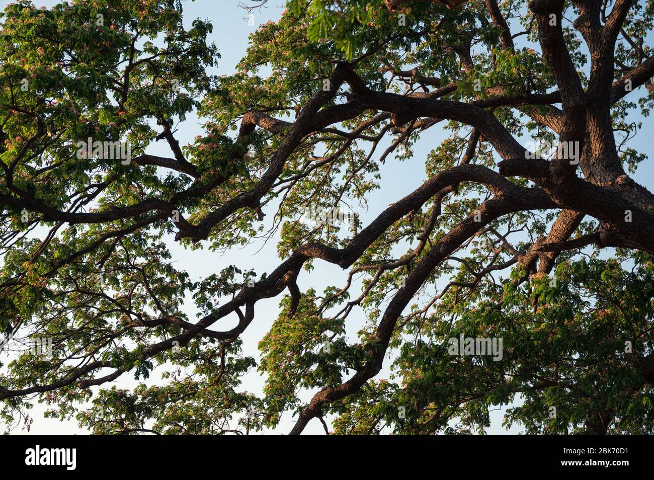 Branch of Rain Tree, Samanea Saman green leaves with sunshine and blue ...