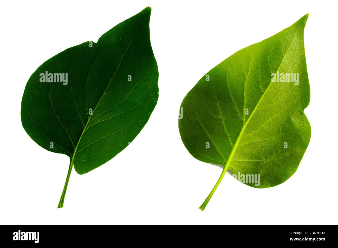 two green leaves of lilac isolated on the white background, top and ...