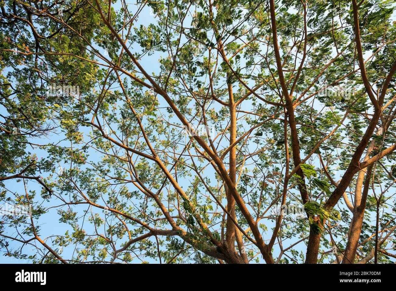 Branch of Rain Tree, Samanea Saman green leaves with sunshine and blue ...