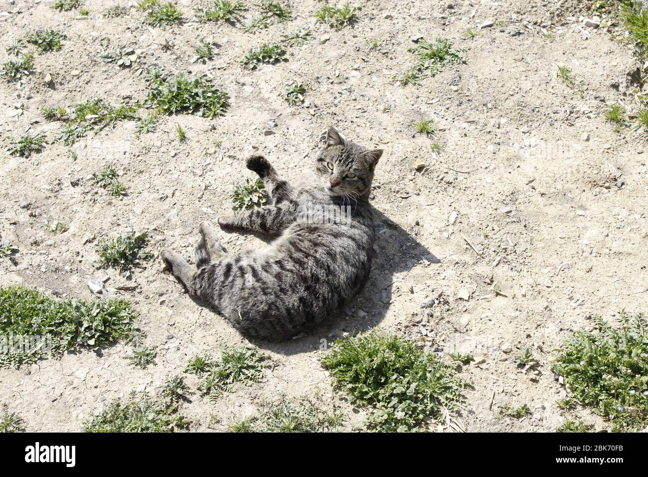 cute animals in Tehran, Iran Stock Photo - Alamy