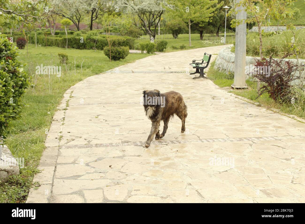 cute animals in Tehran, Iran Stock Photo - Alamy