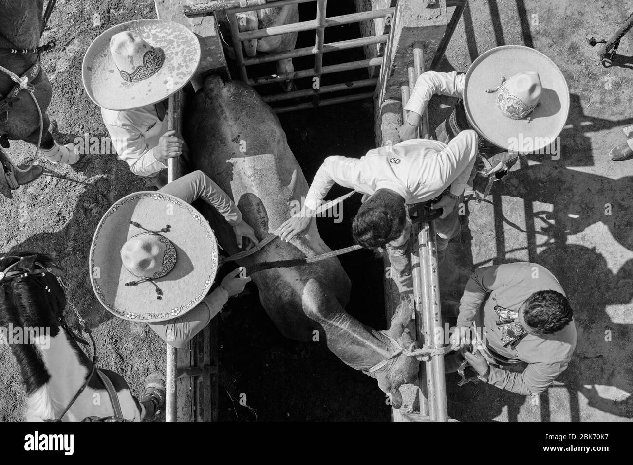 Mexican cowboy getting ready to ride a wild bull during one "charreria ...