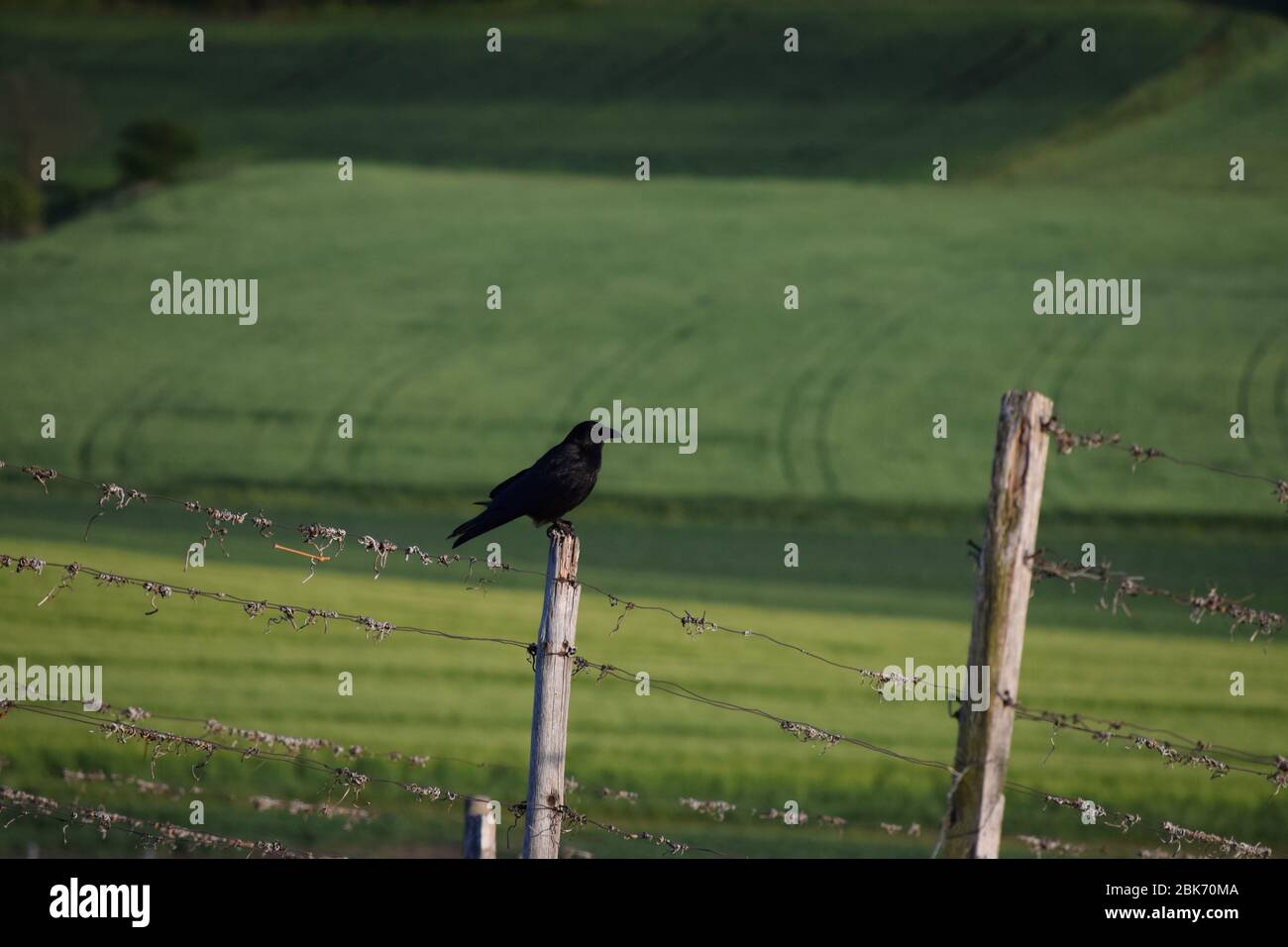 Crow stick bird hi-res stock photography and images - Alamy