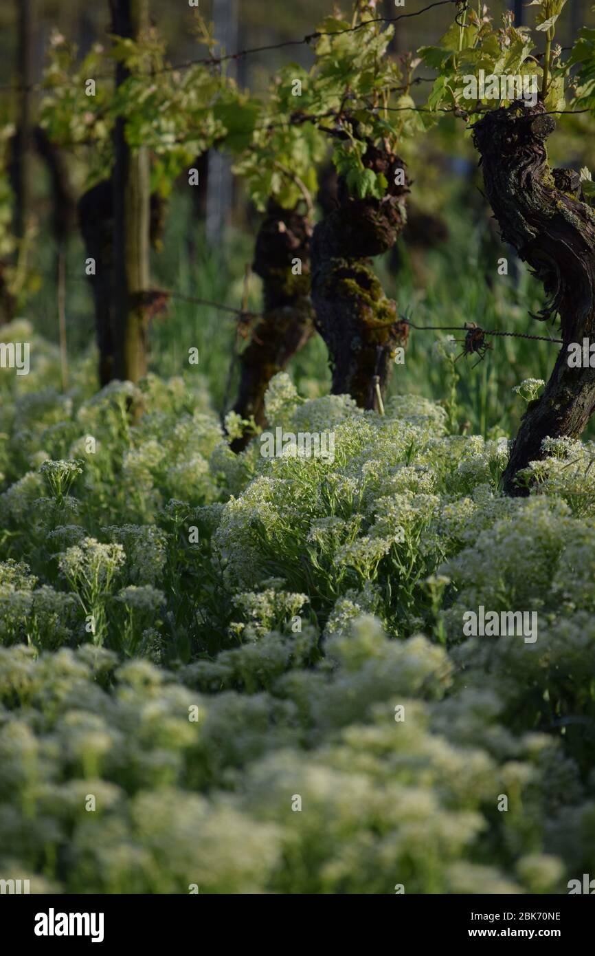 Dwarf yarrow hi-res stock photography and images - Alamy