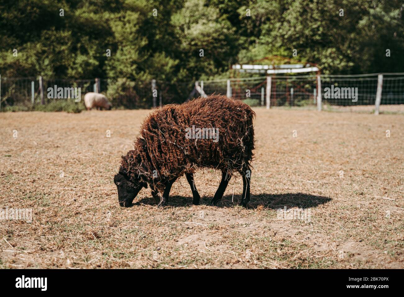 Black sheep full of wool in the farm Stock Photo - Alamy