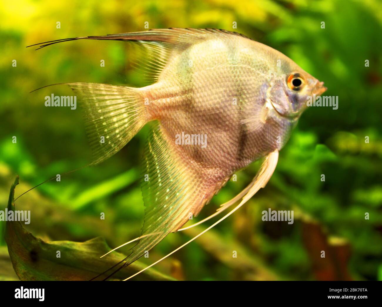 Gold angelfish hi-res stock photography and images - Alamy