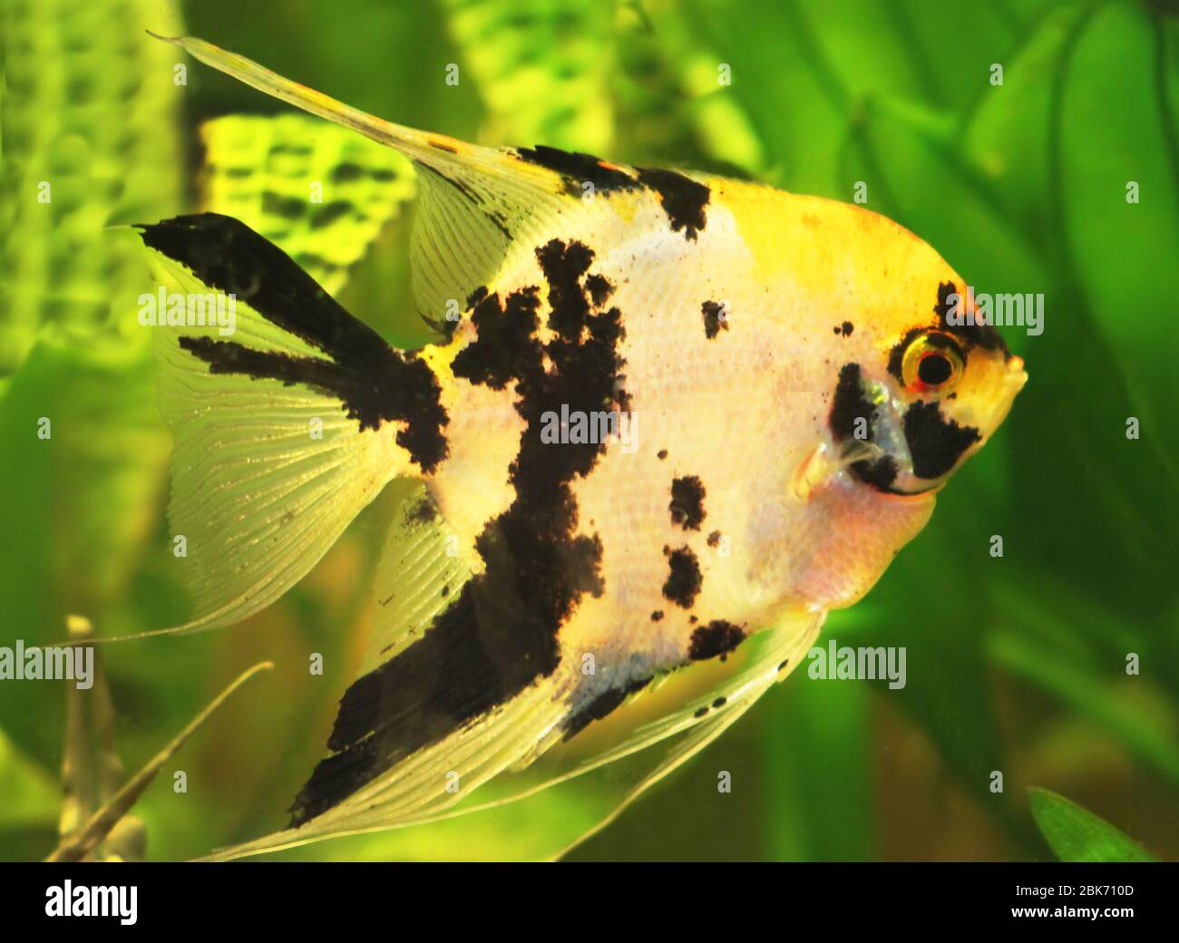 Black striped angelfish hi-res stock photography and images - Alamy