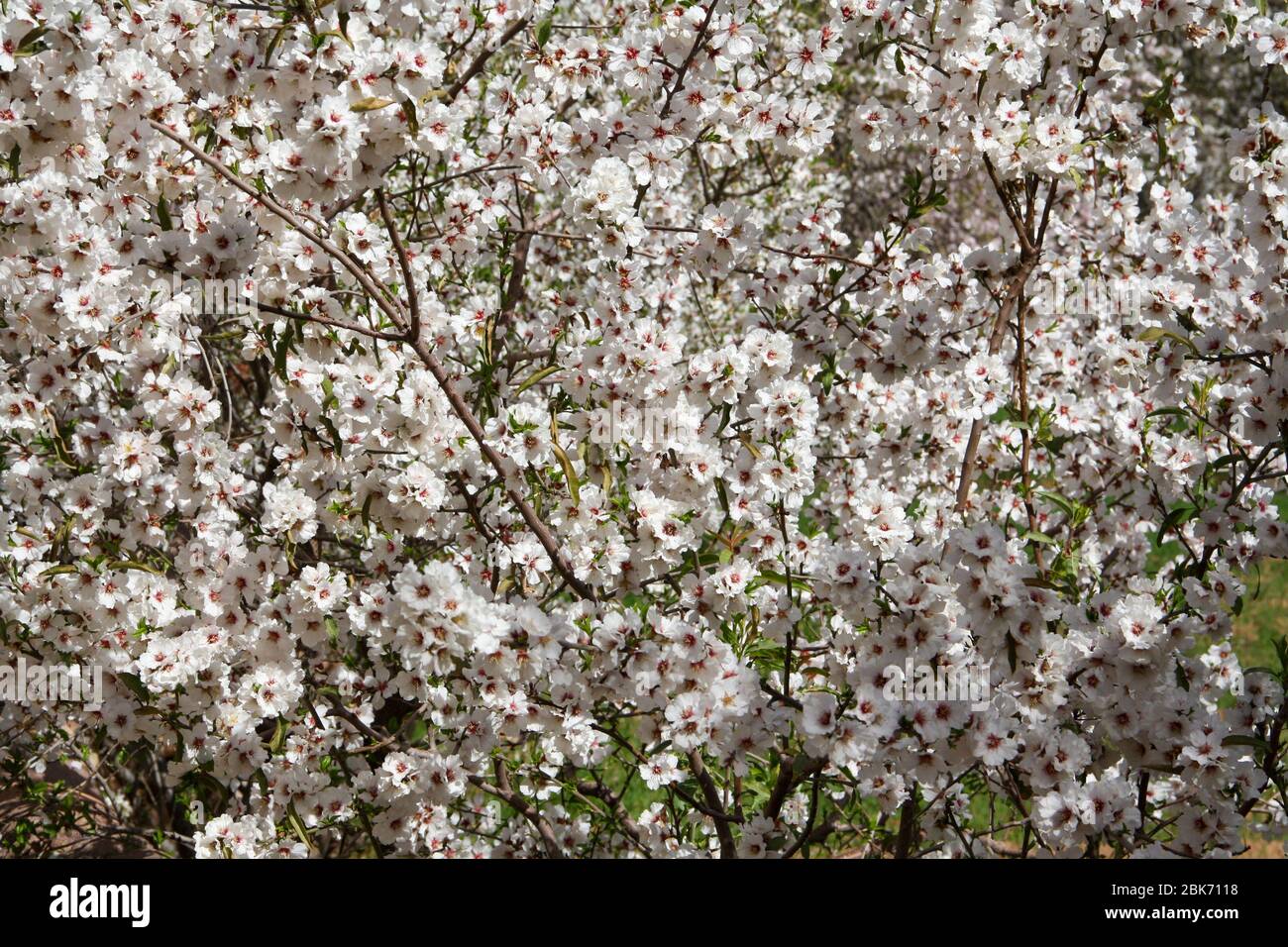 Cherry blossoms on a tree in Morocco Stock Photo - Alamy