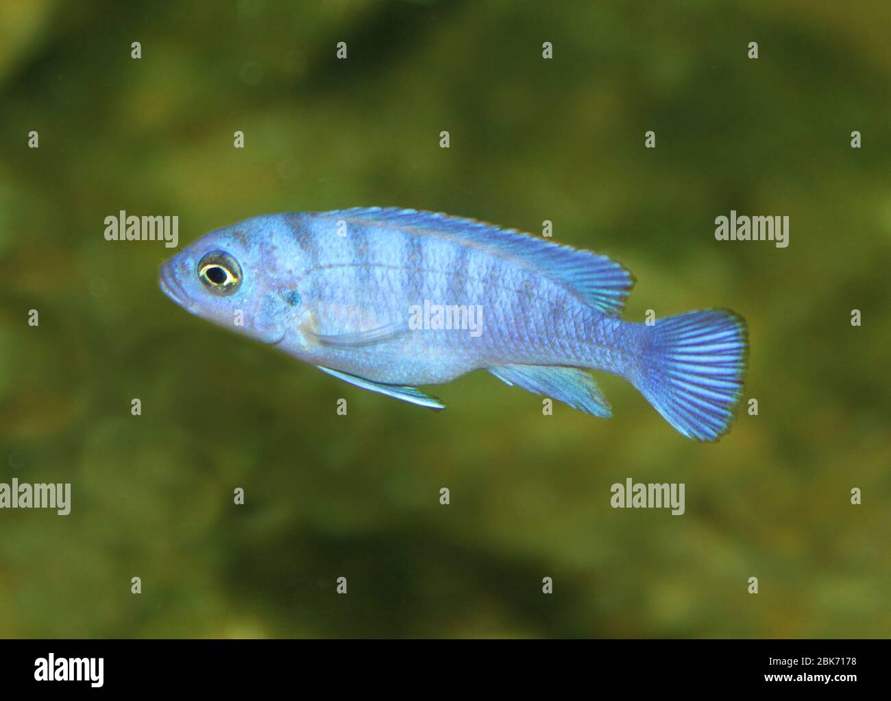 Gray cichlid hi-res stock photography and images - Alamy