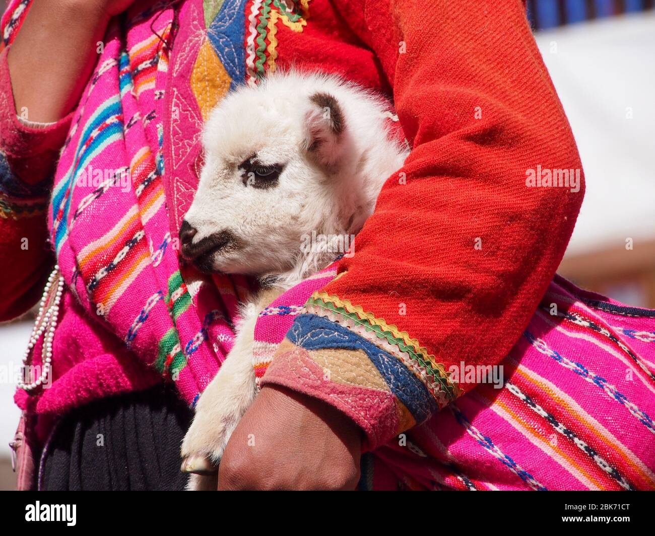 Little lama baby in the arms of a person Stock Photo - Alamy