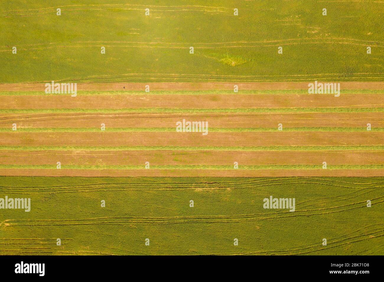 Agricultural field with rows of harvested Silage, Aerial image Stock ...
