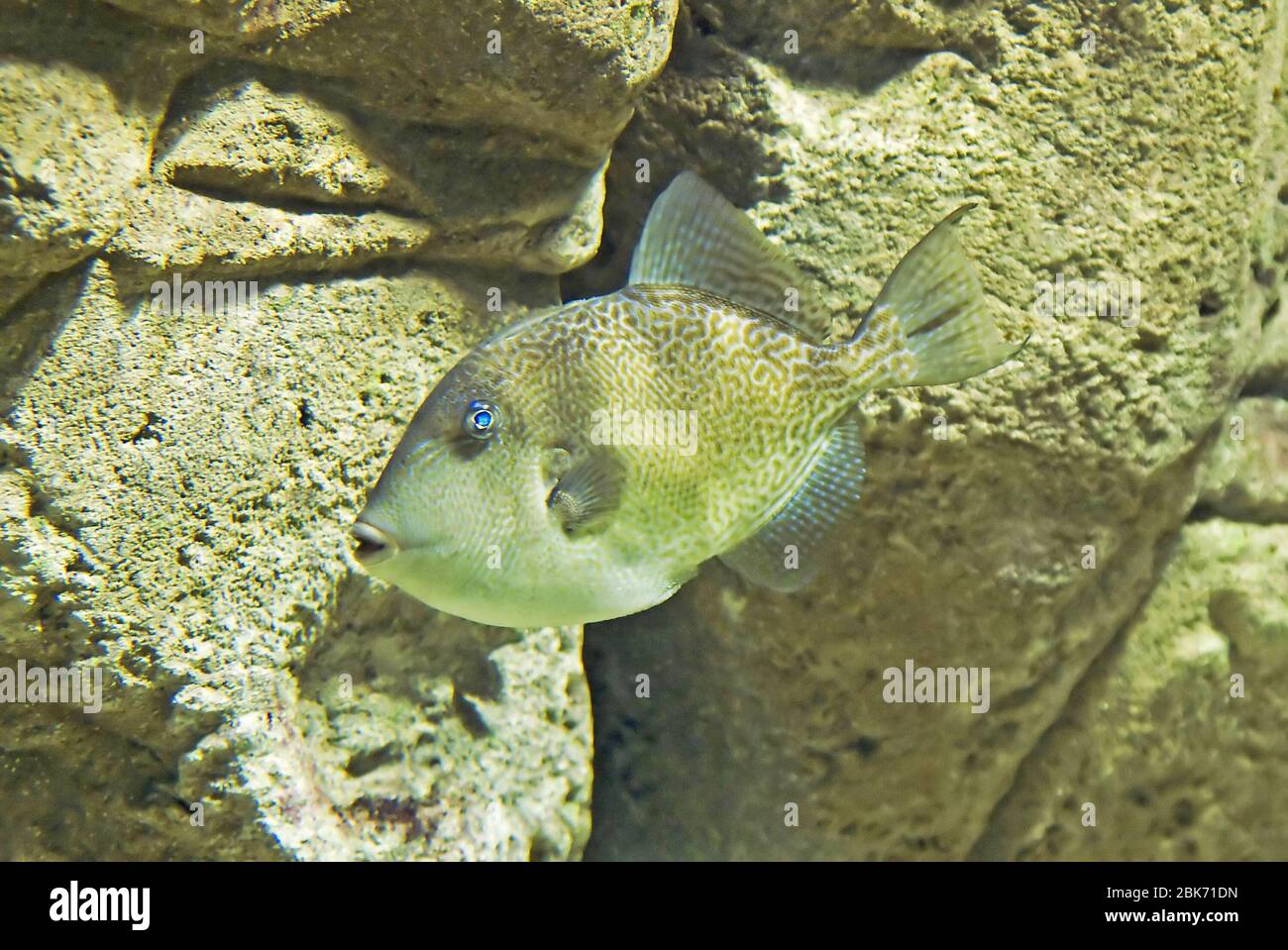 Exotic unique fish with blue eyes Stock Photo - Alamy