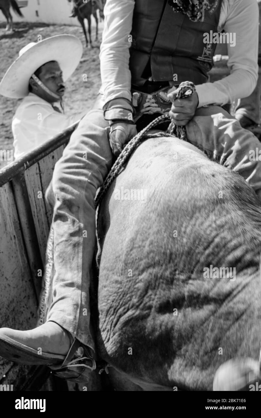 Mexican cowboy getting ready to ride a wild bull during one "charreria ...