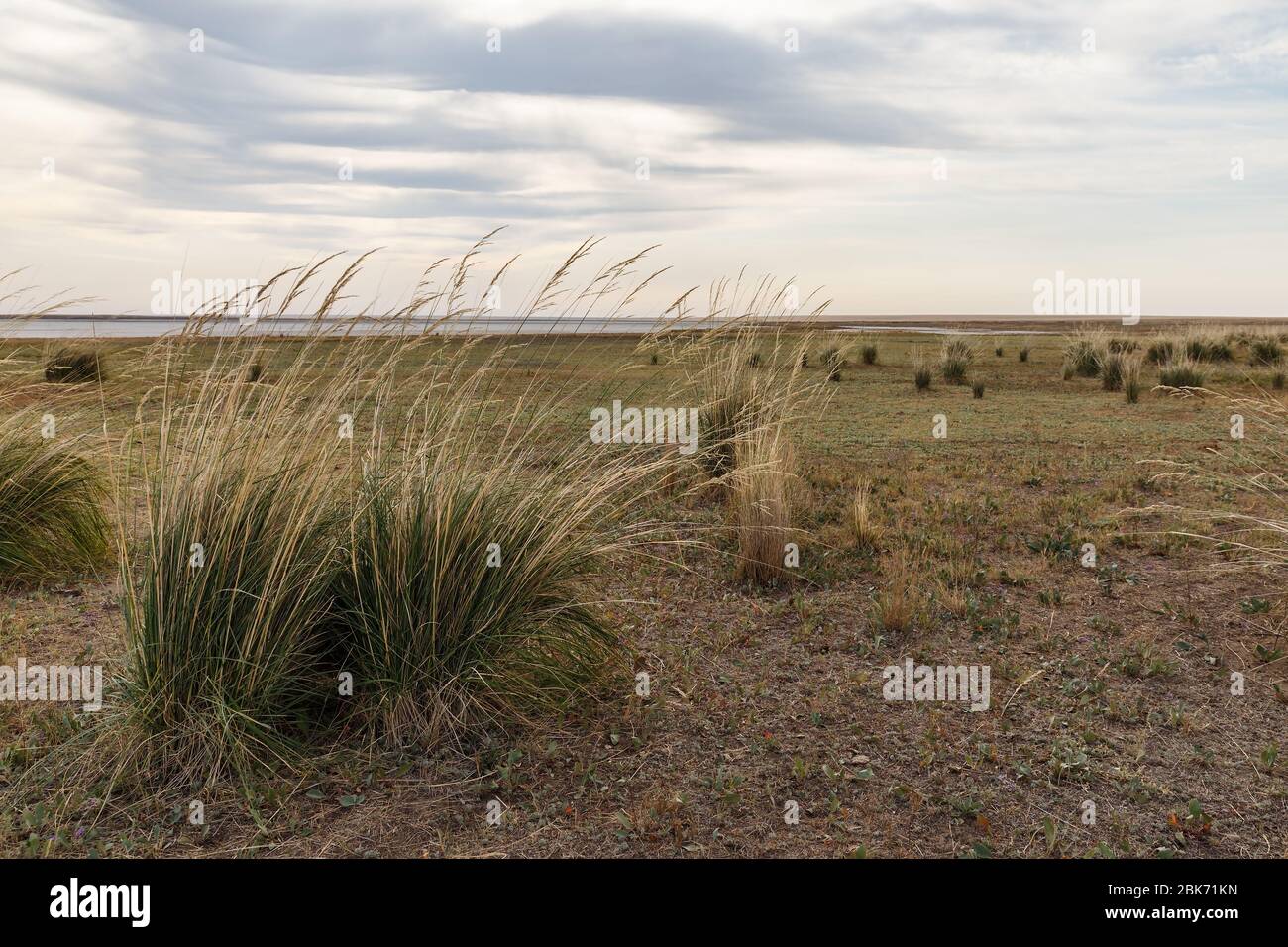 Hummock grass hi-res stock photography and images - Alamy