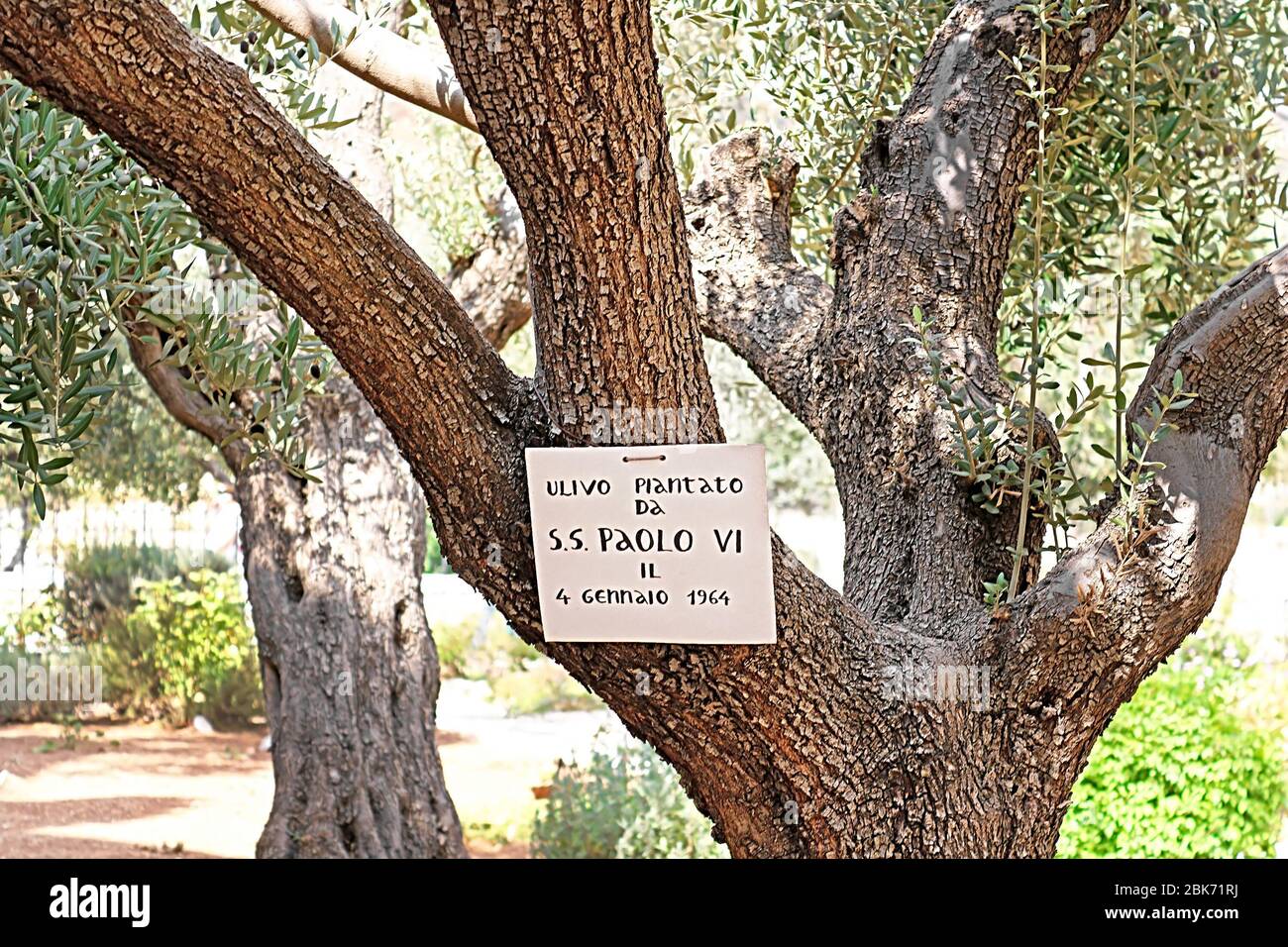 Olive tree at Gethsemane planted by Pope Paul VI while visiting in 1964 ...