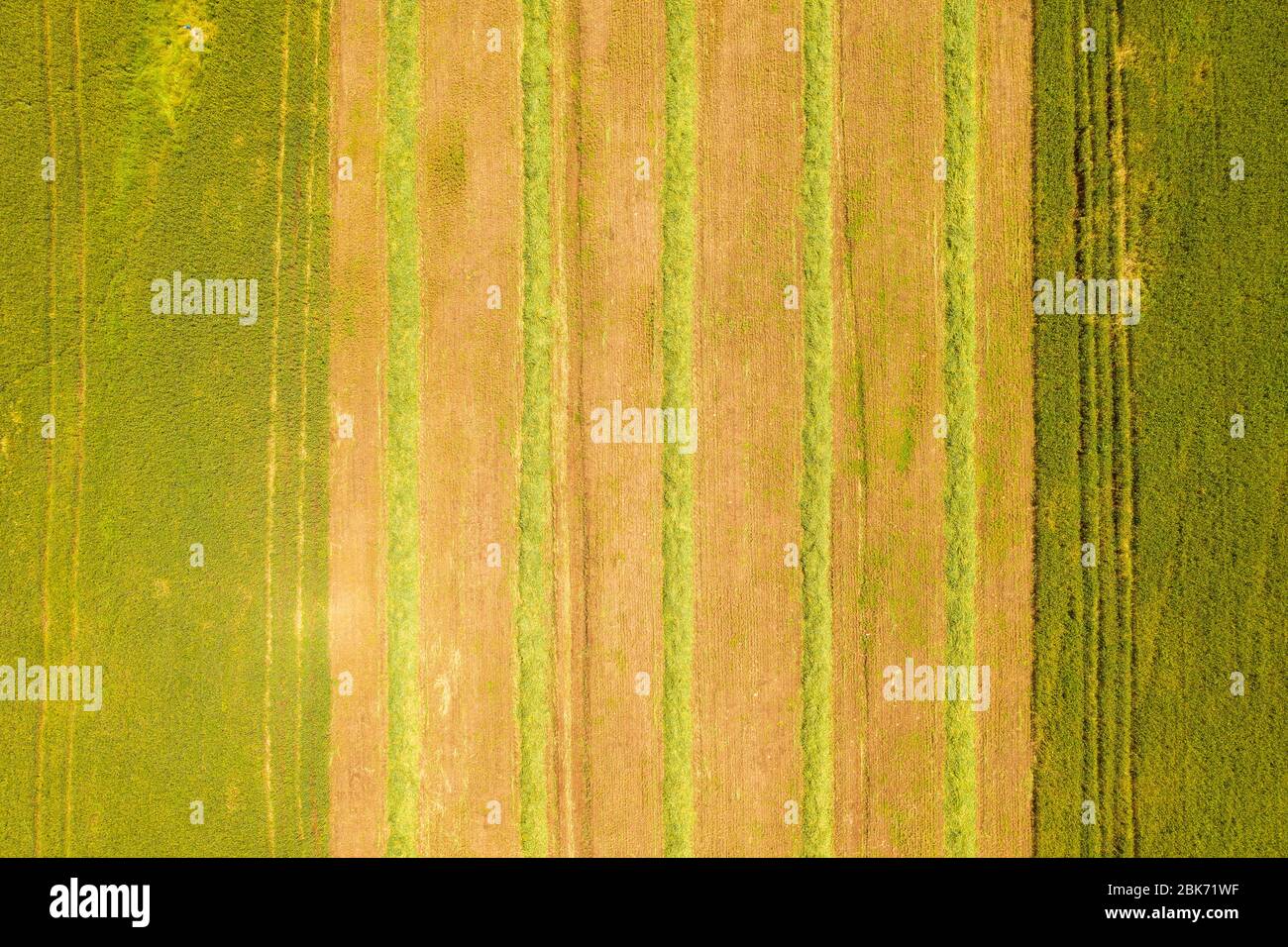 Agricultural field with rows of harvested Silage, Aerial image Stock ...