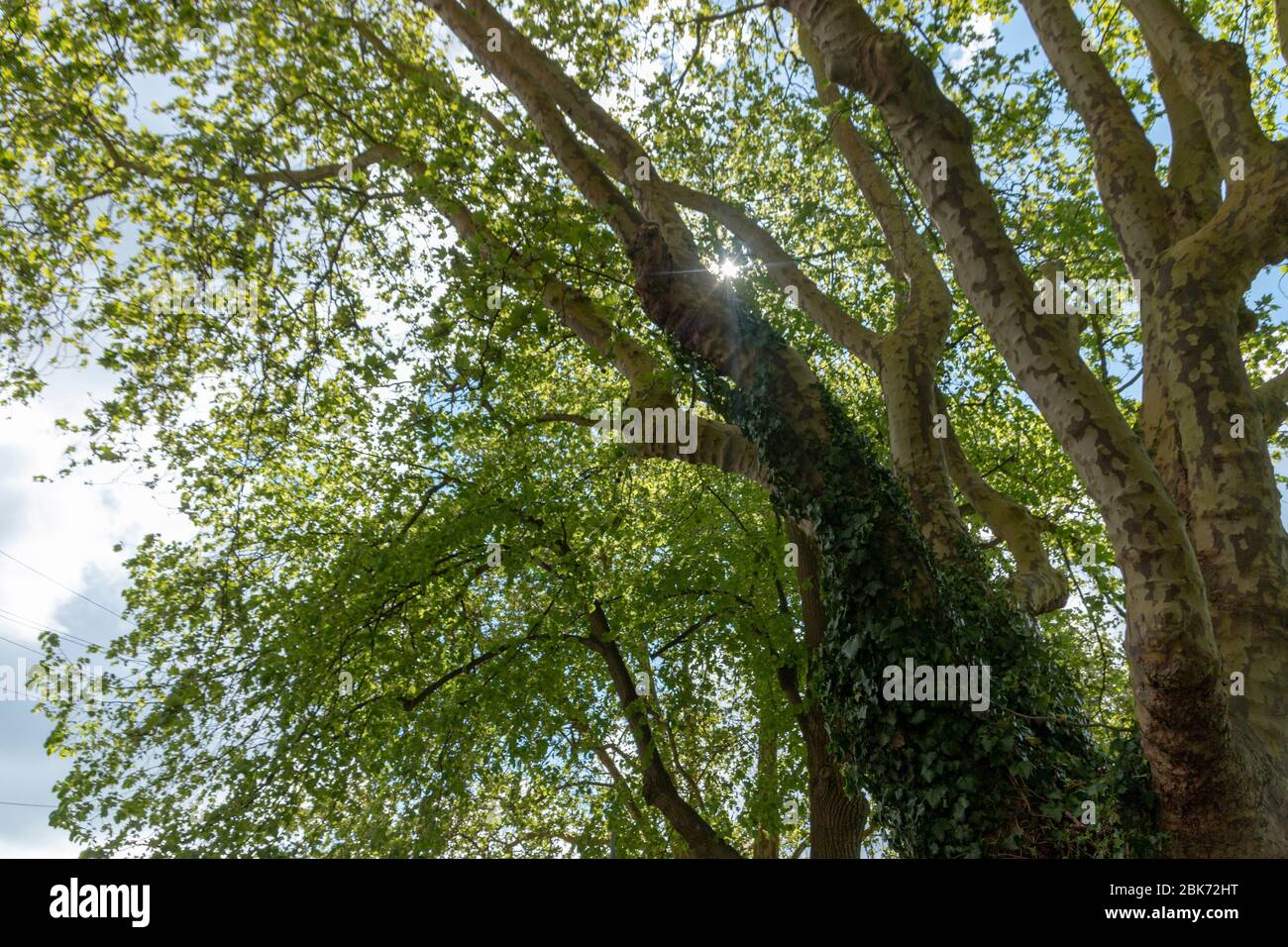 Up close tree hi-res stock photography and images - Alamy