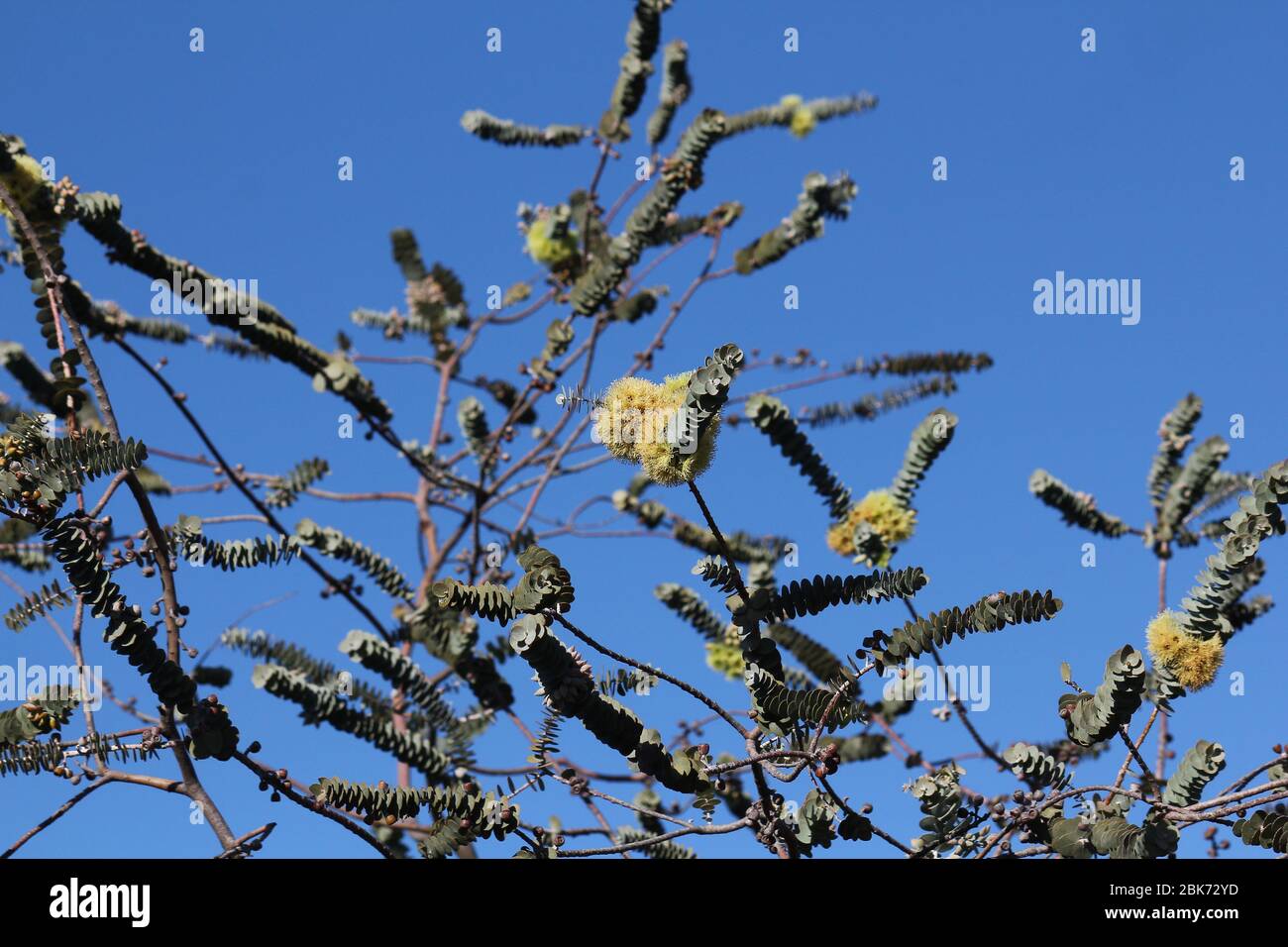 Book-leaf Mallee tree at Port Augusta, South Australia Stock Photo - Alamy