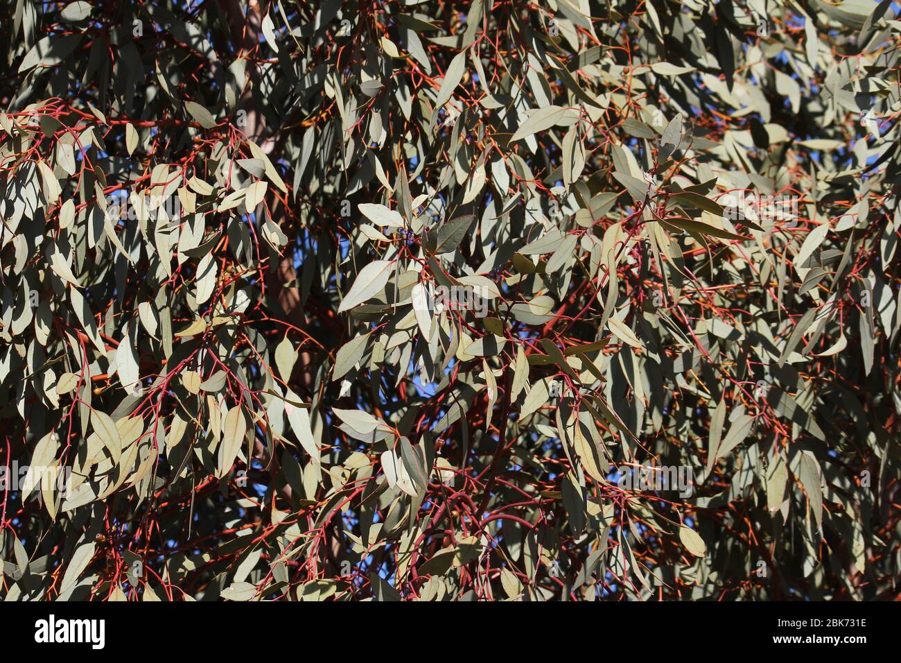 Leaf and bark of native gum trees at Port Augusta, South Australia ...
