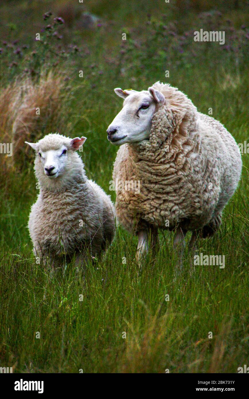 White sheeps hi-res stock photography and images - Alamy