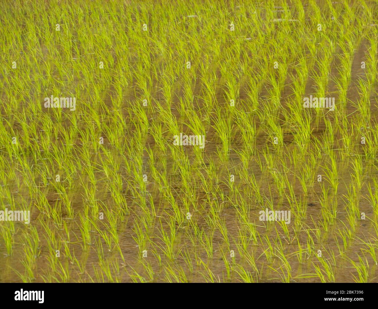 Growth rice hi-res stock photography and images - Alamy