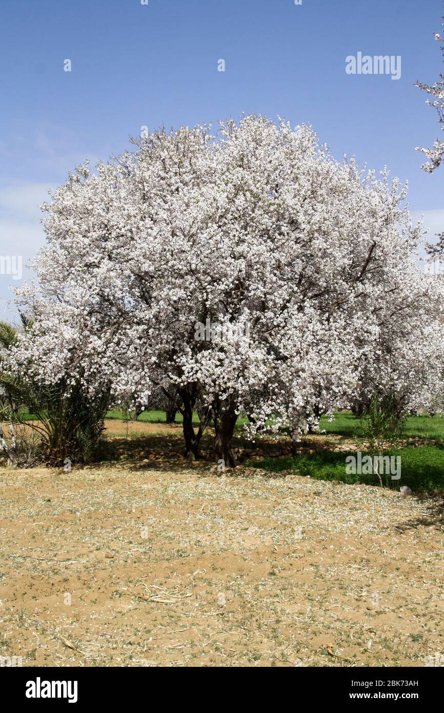 Cherry blossoms on a tree in Morocco Stock Photo - Alamy