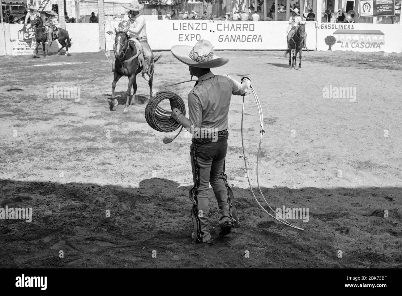Mexican cowboy trying to catch and knock down with a lasso, a galloping ...