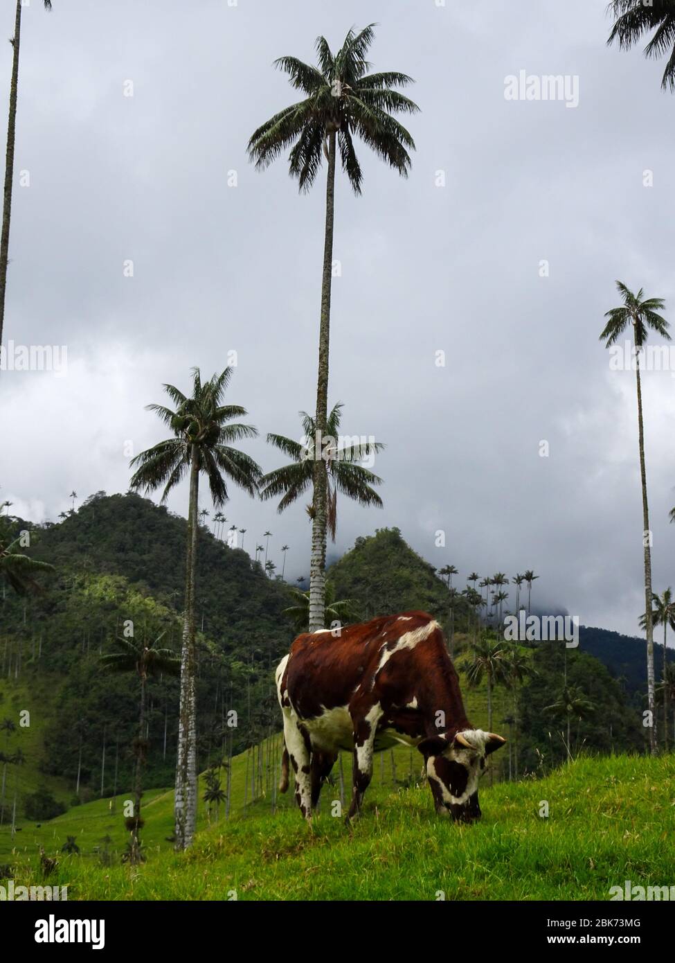 Palm trees at Cocora Valley in Colombia Stock Photo - Alamy