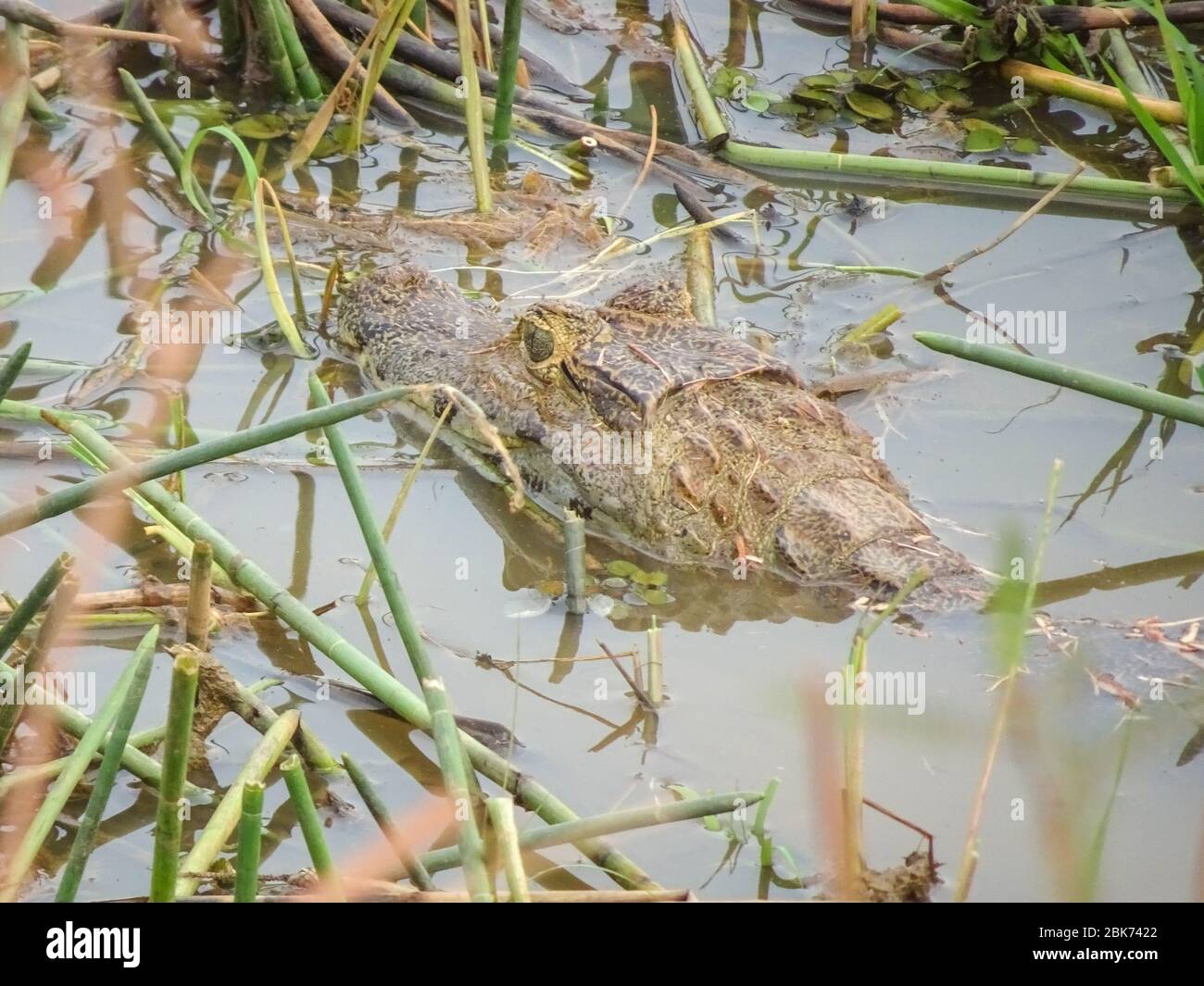 Amazon rainforest caiman hi-res stock photography and images - Alamy