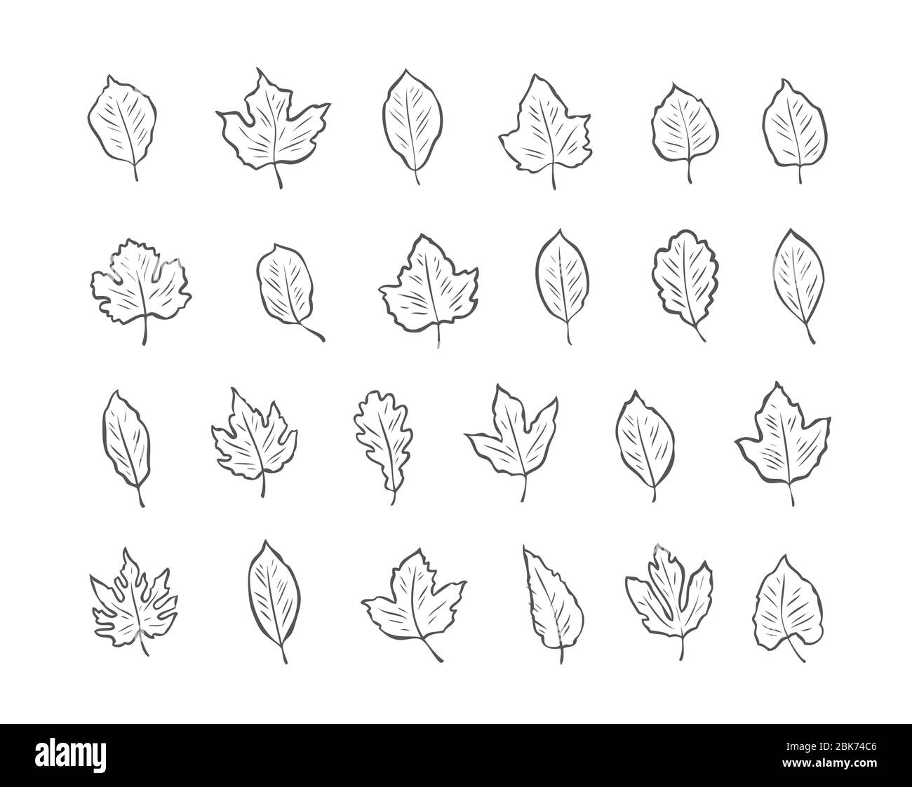 Flower foliage leaves nature Cut Out Stock Images & Pictures - Alamy