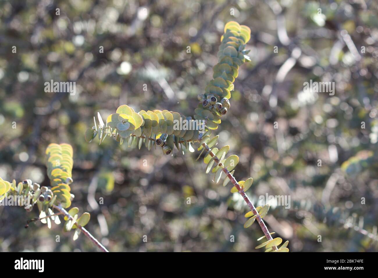 Book leaf mallee hi-res stock photography and images - Alamy