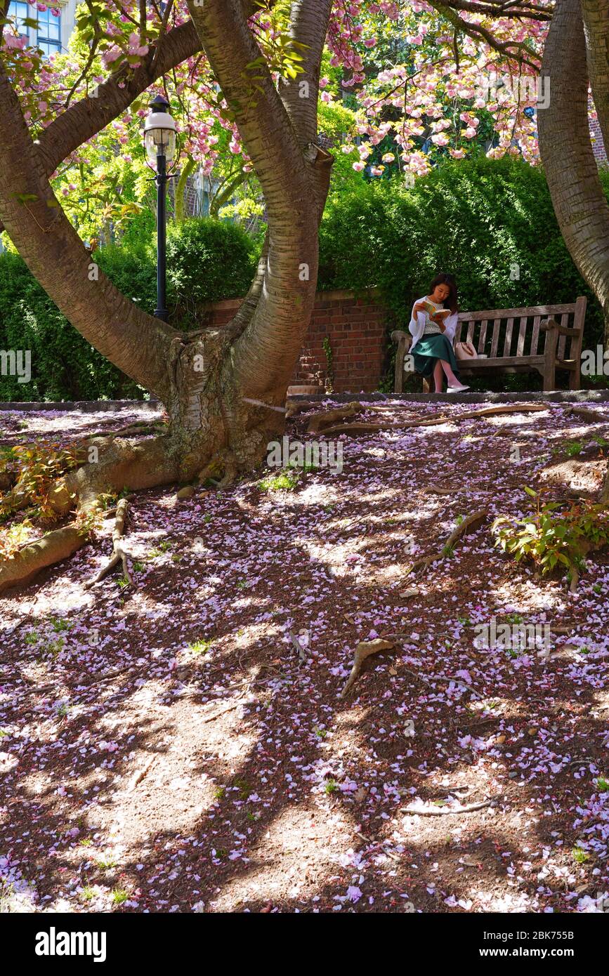PRINCETON, NJ -28 APR 2020- View of pink cherry blossom trees on the ...